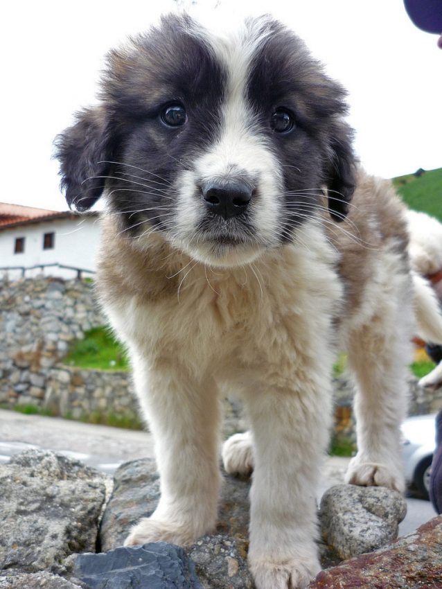 Monumento al perro Nevado, la mascota mártir de El Libertador - IAM ...